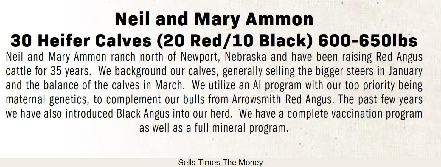 Lot ammon1-b: TK Angus & Arrowsmith Red Angus - Angus Bull & Commercial ...