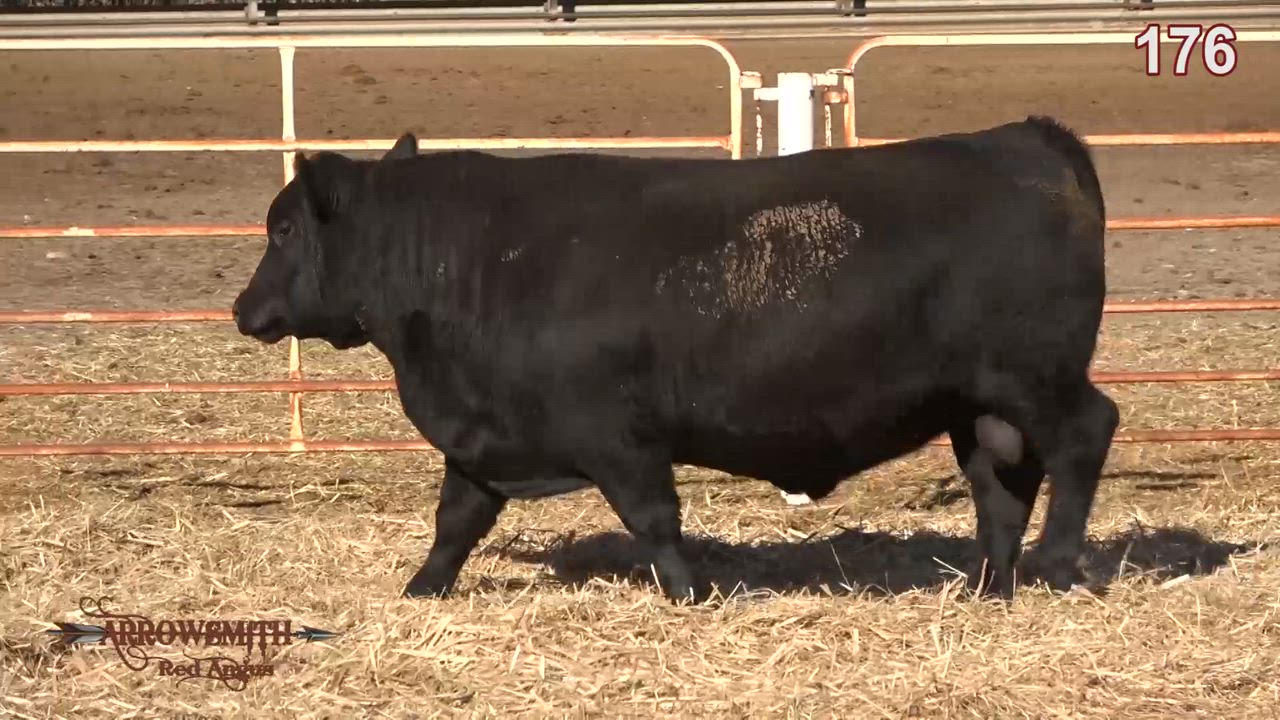 Lot 176: TK Angus - 42nd Annual Angus Bull & Female Sale | DVAuction