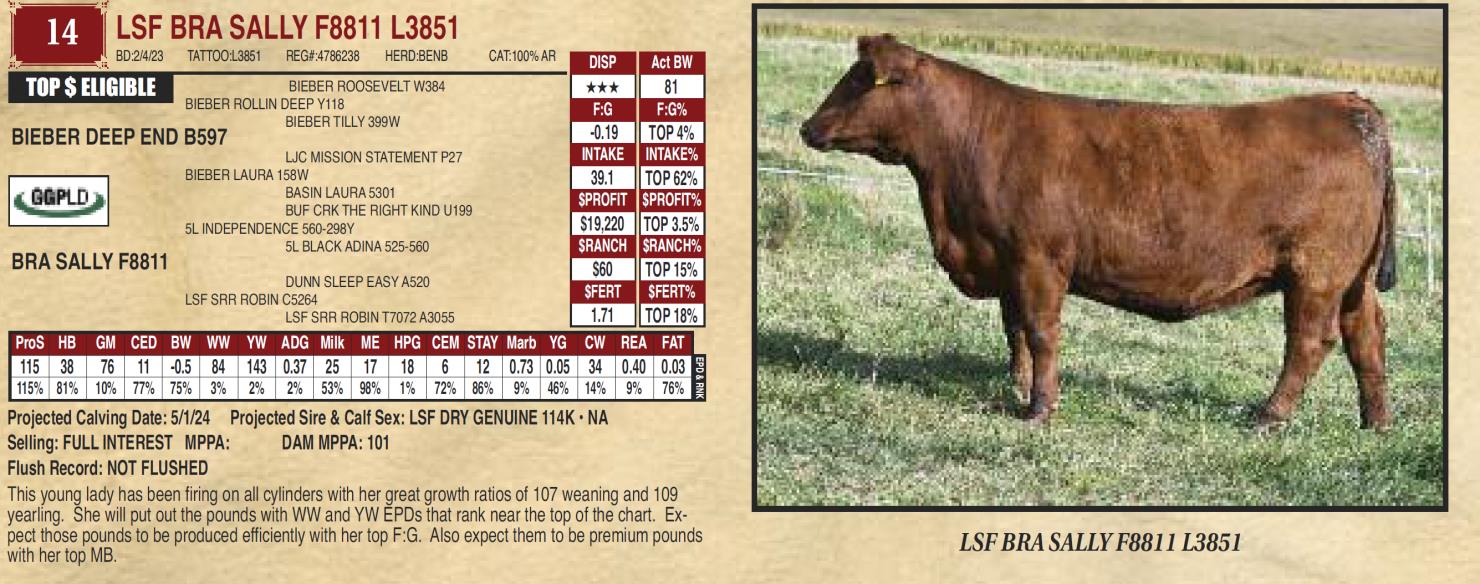Lot 14 Lsf Bra Sally F8811 L3851 Ludvigson Stock Farms Prime Time