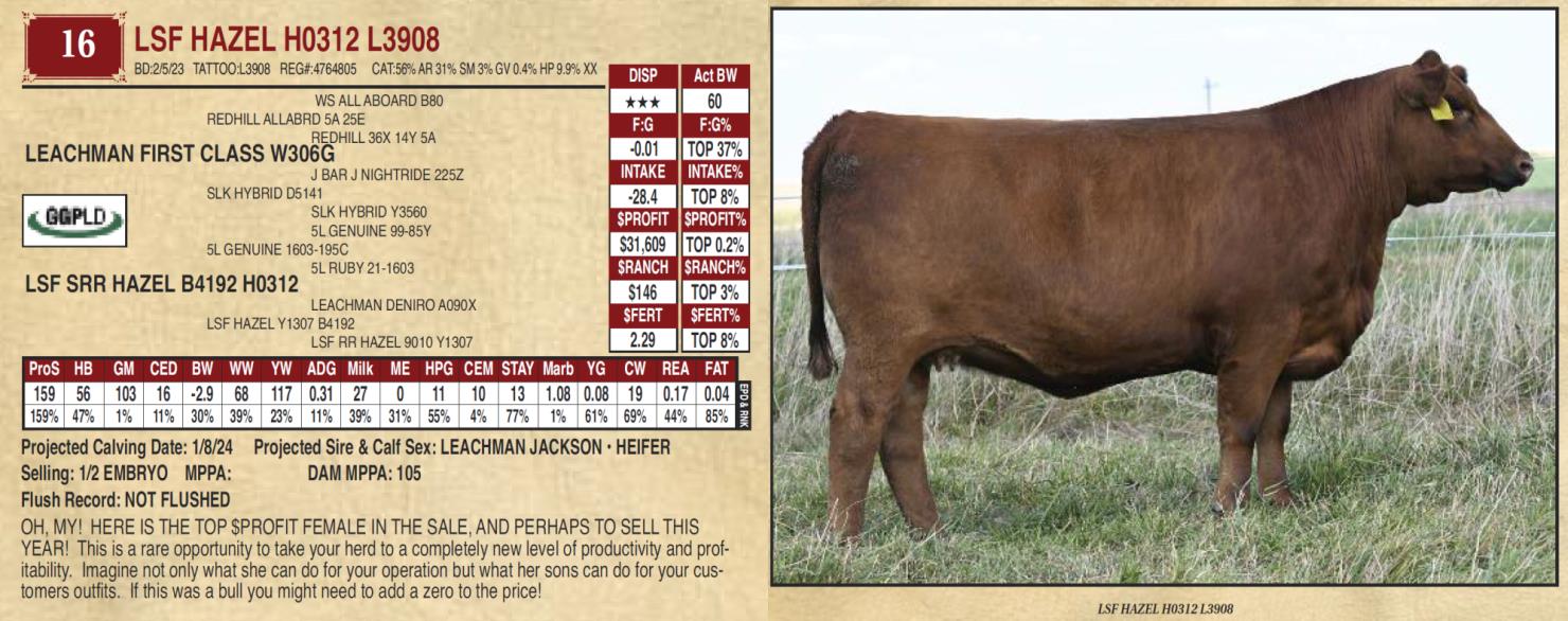 Lot 16 - LSF HAZEL H0312 L3908: Ludvigson Stock Farms - Prime Time ...