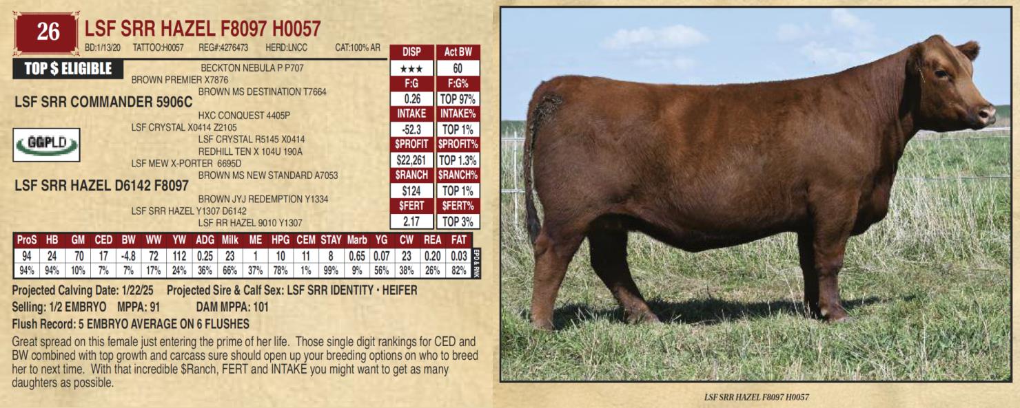 Lot 26 Lsf Srr Hazel F8097 H0057 Ludvigson Stock Farms Prime Time