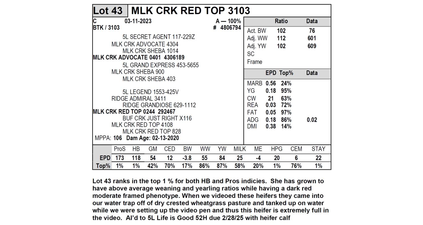 Lot 43 - MLK CRK RED TOP 3103: Milk Creek Red Angus - Female Red Angus ...