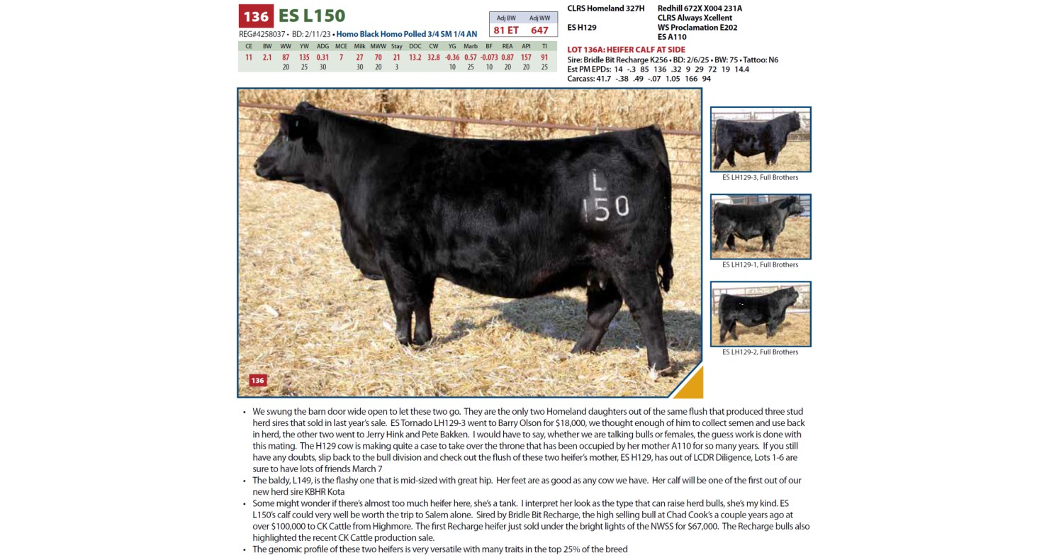 Lot 136: Eichacker Simmental/JK Angus - Annual Simmental & Angus Bull ...