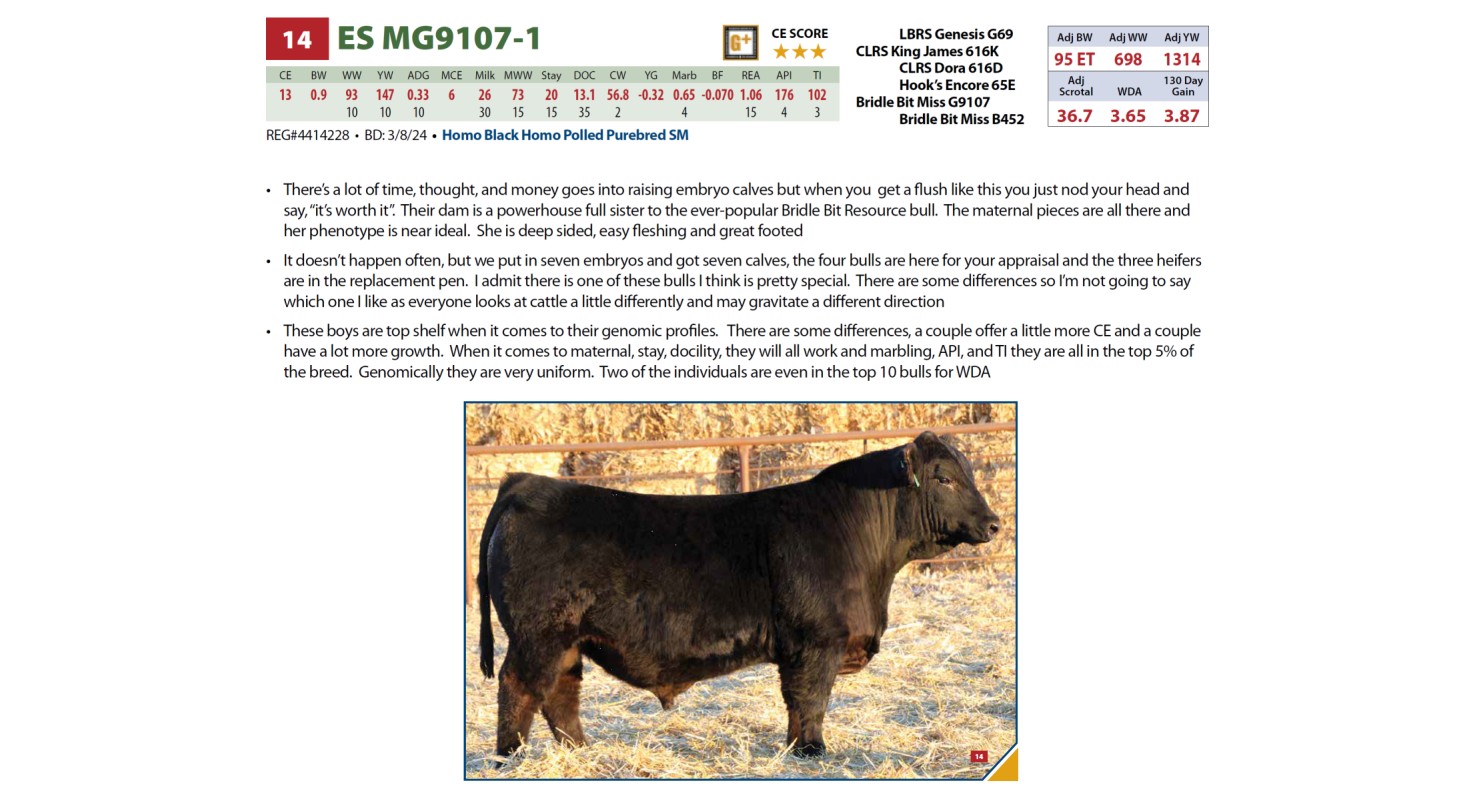 Lot 14: Eichacker Simmental/JK Angus - Annual Simmental & Angus Bull & Female Sale | DVAuction