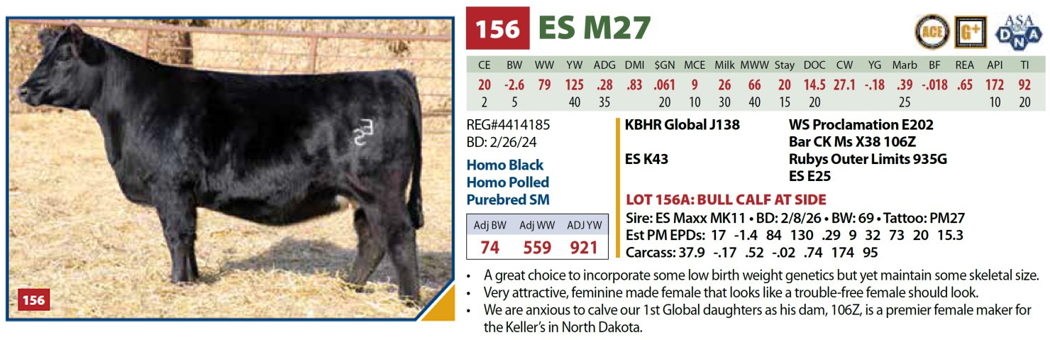 Lot 156: Eichacker Simmental/JK Angus - Annual Simmental & Angus Bull ...