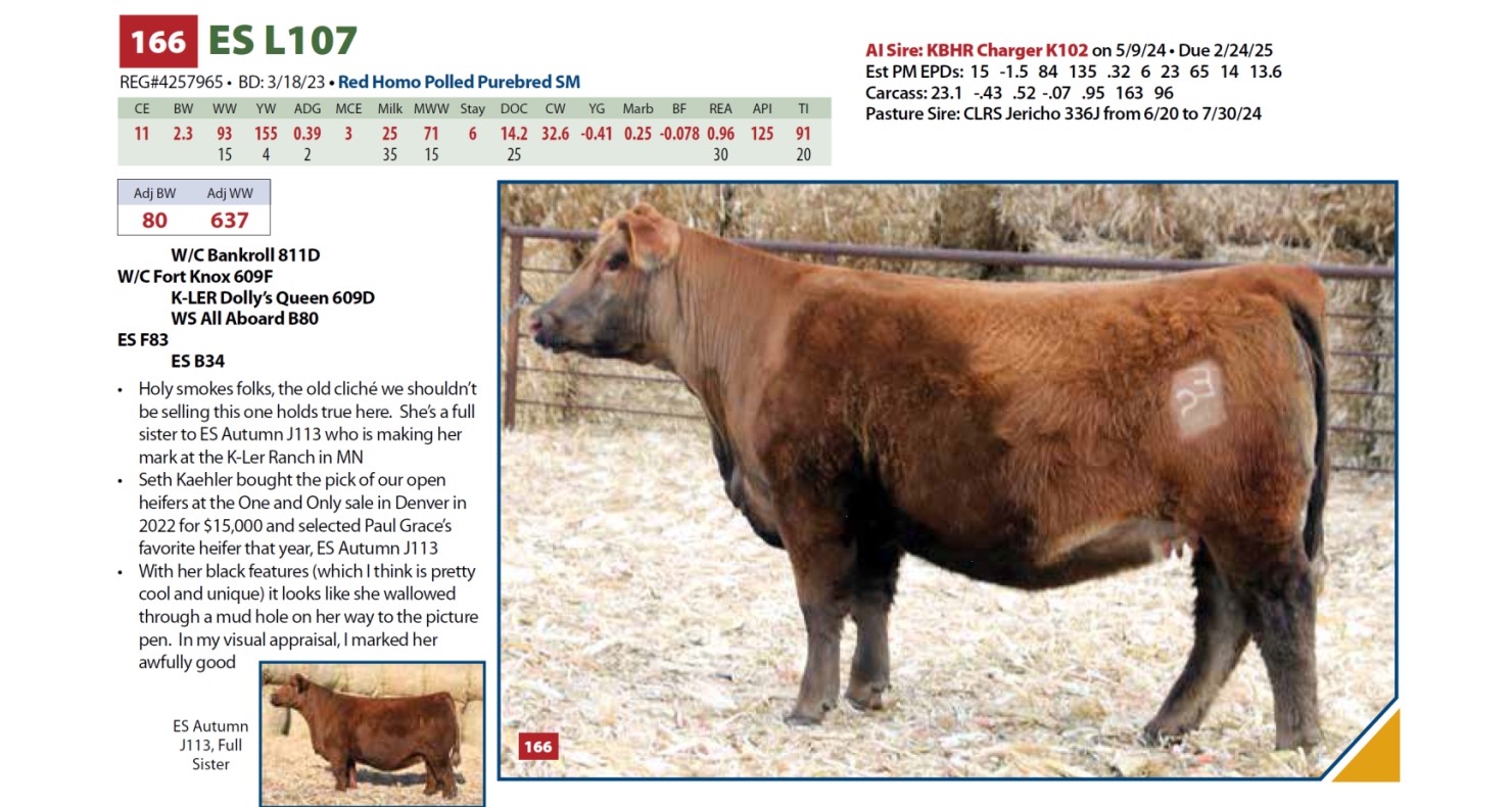 Lot 166: Eichacker Simmental/JK Angus - Annual Simmental & Angus Bull ...