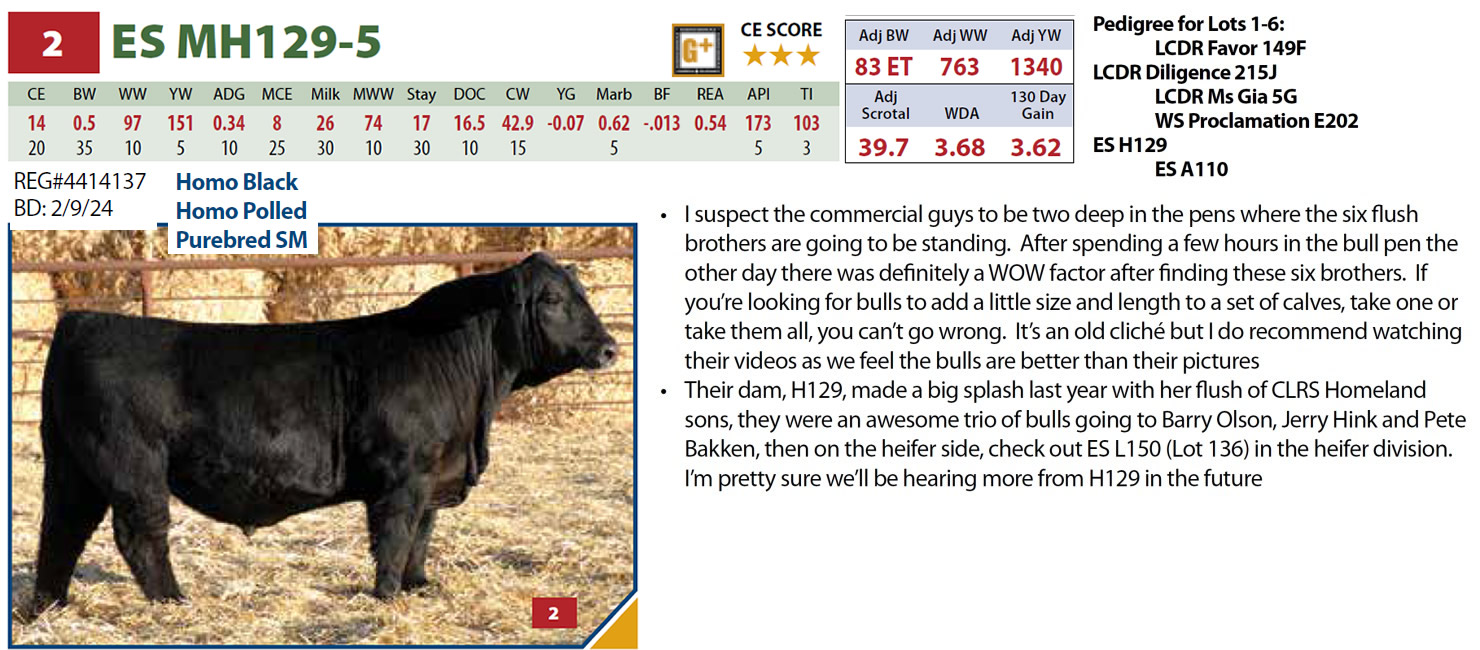 Lot 2: Eichacker Simmental/JK Angus - Annual Simmental & Angus Bull ...