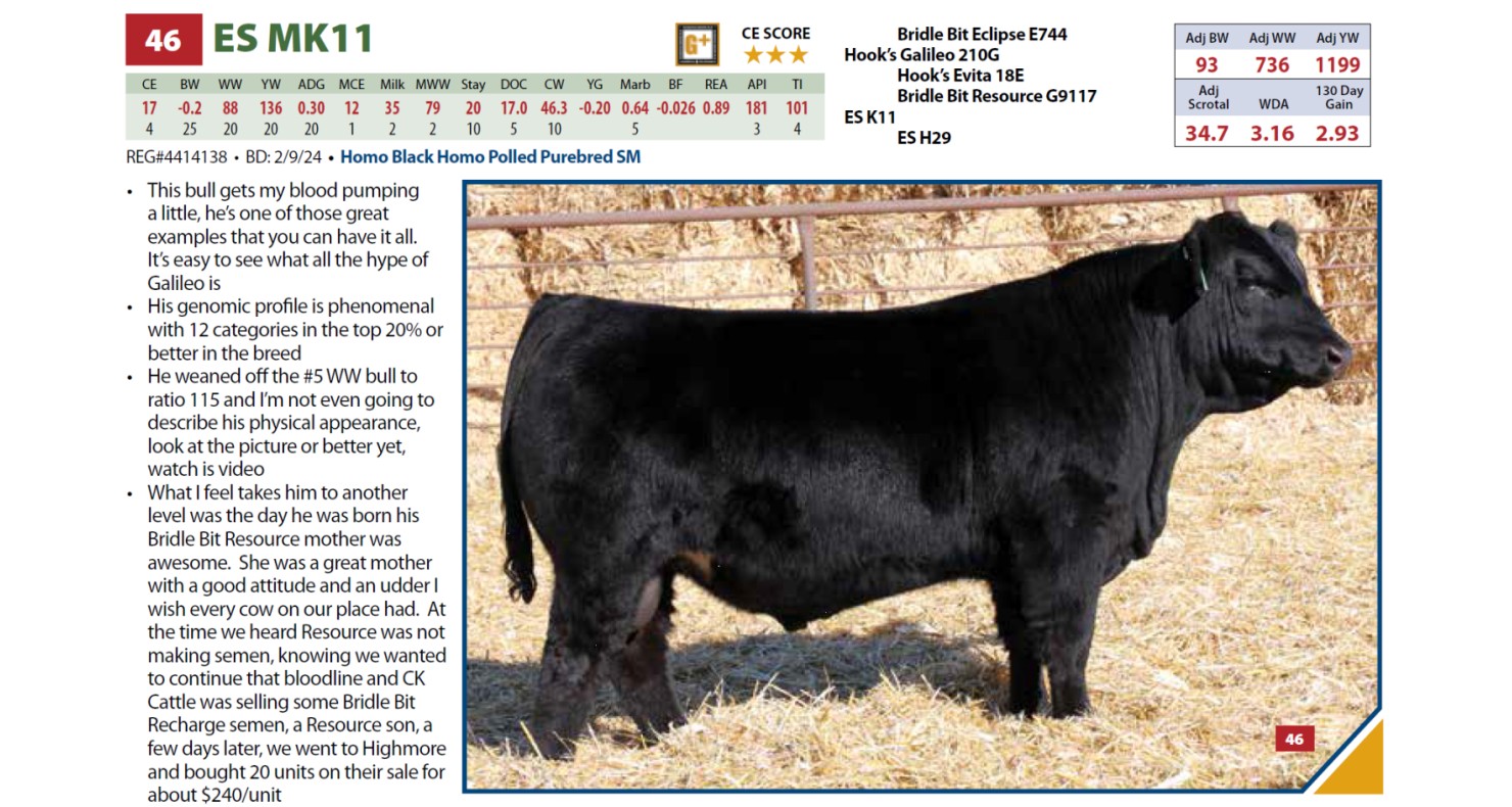 Lot 46: Eichacker Simmental/JK Angus - Annual Simmental & Angus Bull & Female Sale | DVAuction