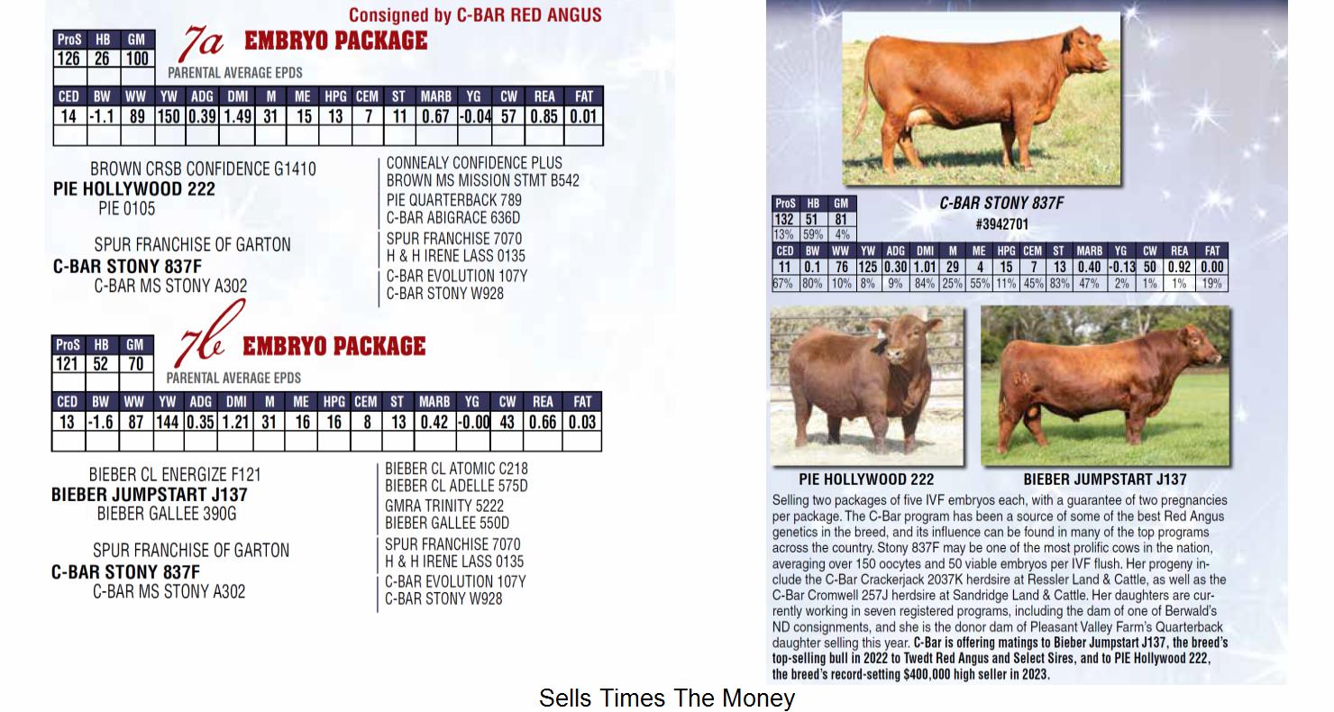 Lot 7b: North Dakota Red Select - Annual Red Angus Female Sale | DVAuction