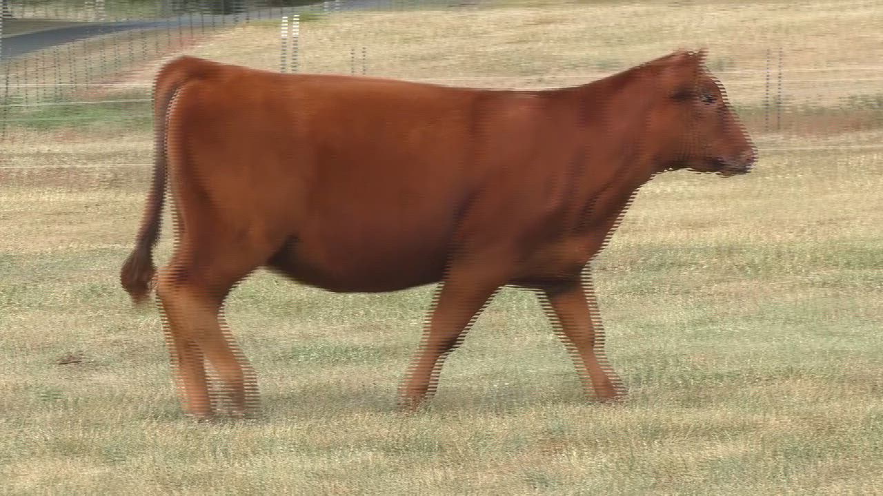 Lot 13: North Dakota Red Select - Annual Red Angus Female Sale | DVAuction