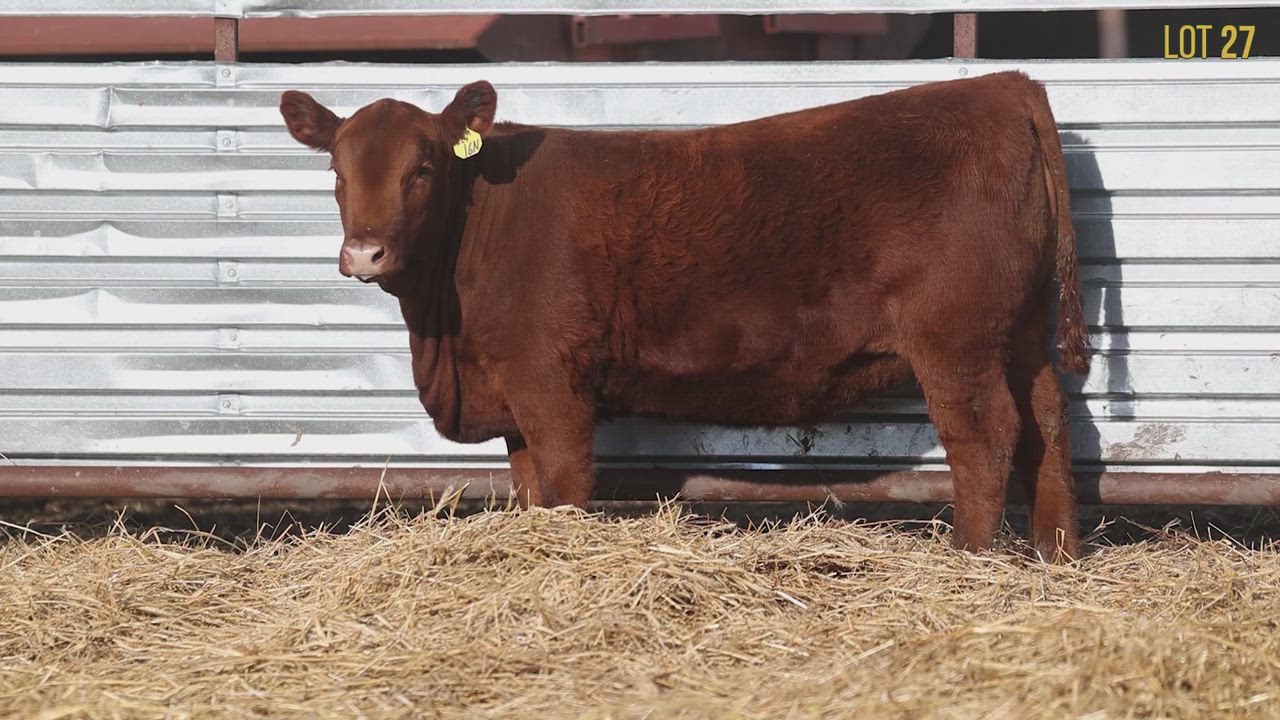Lot 27: North Dakota Red Select - Annual Red Angus Female Sale | DVAuction