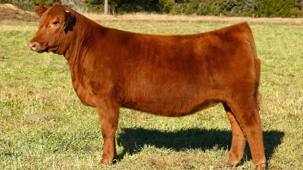 Lot 29: North Dakota Red Select - Annual Red Angus Female Sale | DVAuction