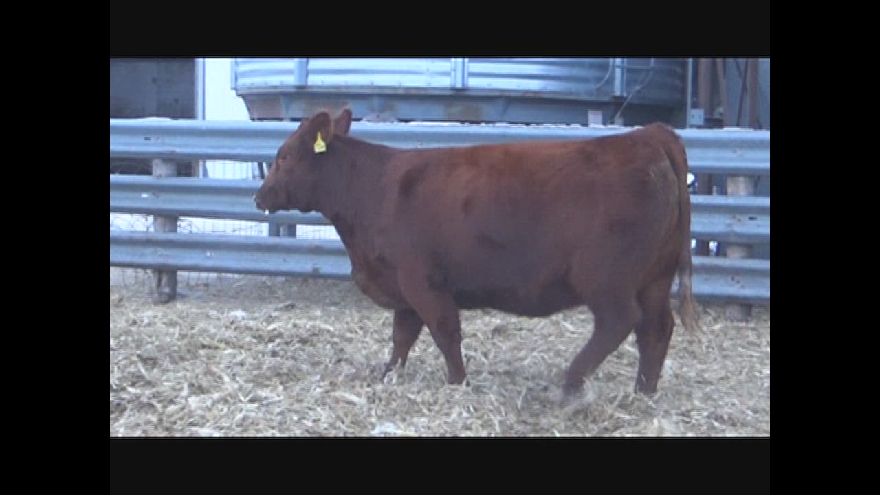 Lot 45x: North Dakota Red Select - Annual Red Angus Female Sale | DVAuction