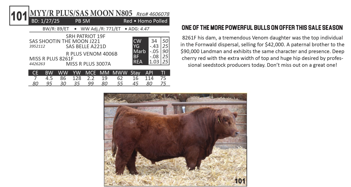 Lot 101: Springer Simmentals - Value Based Genetics Simmental Bull ...