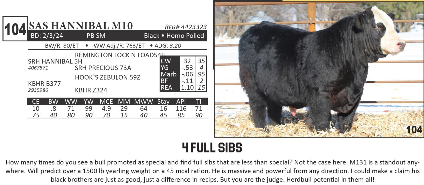 Lot 104: Springer Simmentals - Value Based Simmental Genetics Bull ...