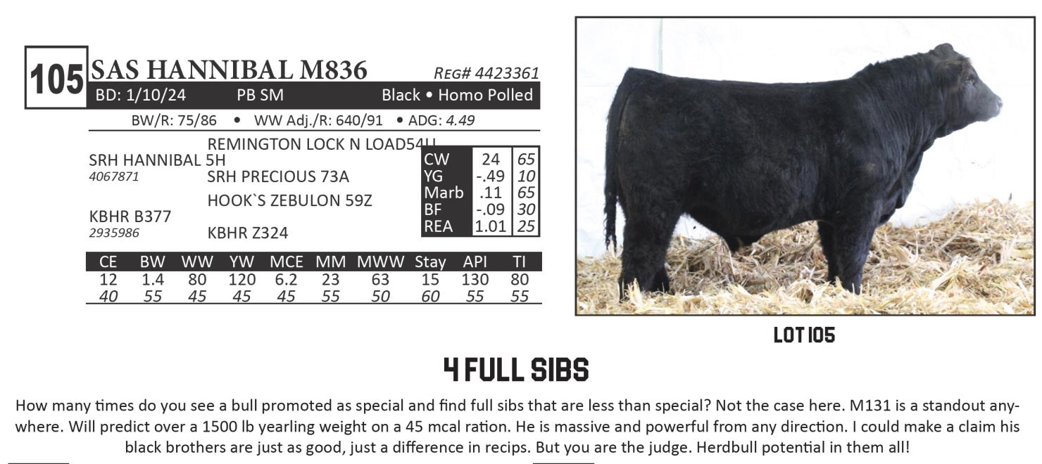 Lot 105: Springer Simmentals - Value Based Simmental Genetics Bull ...