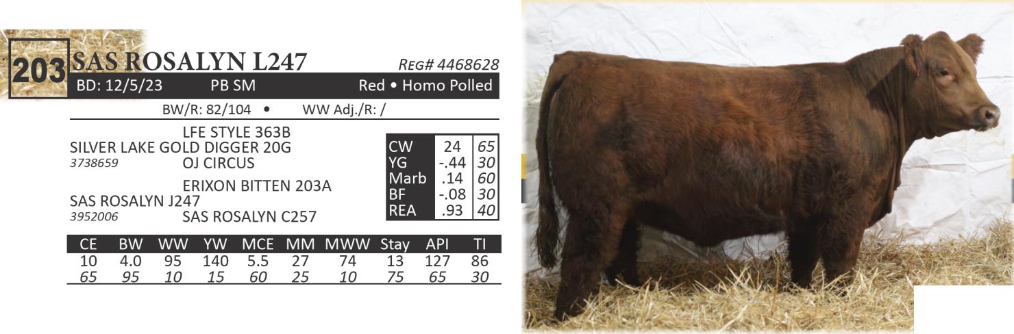 Lot 203: Springer Simmentals - Value Based Simmental Genetics Bull ...