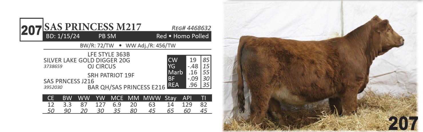 Lot 207: Springer Simmentals - Value Based Simmental Genetics Bull ...
