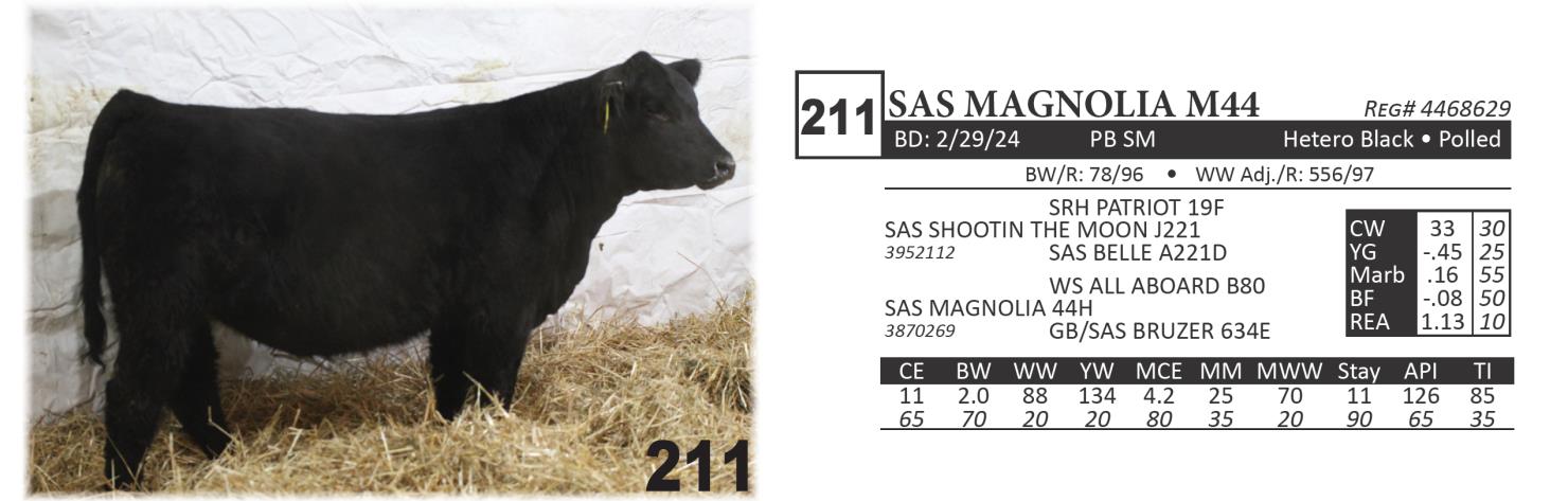 Lot 211: Springer Simmentals - Value Based Simmental Genetics Bull ...