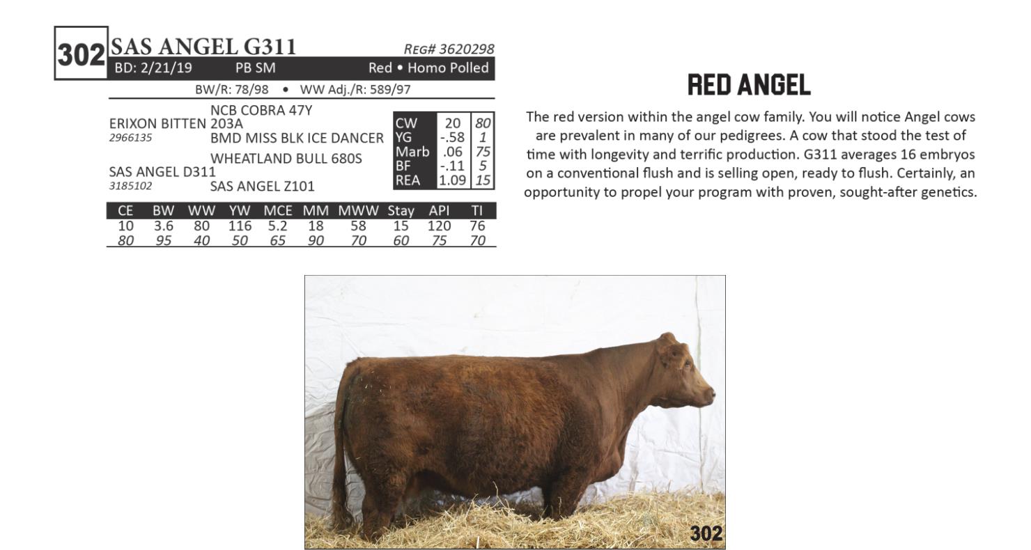 Lot 302: Springer Simmentals - Value Based Simmental Genetics Bull ...