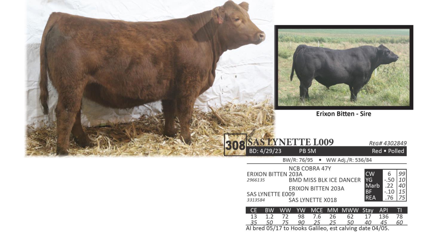 Lot 308: Springer Simmentals - Value Based Simmental Genetics Bull ...