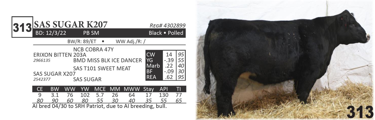 Lot 313: Springer Simmentals - Value Based Simmental Genetics Bull ...