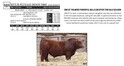 Lot 101: Springer Simmentals - Value Based Genetics Simmental Bull ...