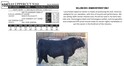 Lot 105: Springer Simmentals - Value Based Genetics Simmental Bull ...