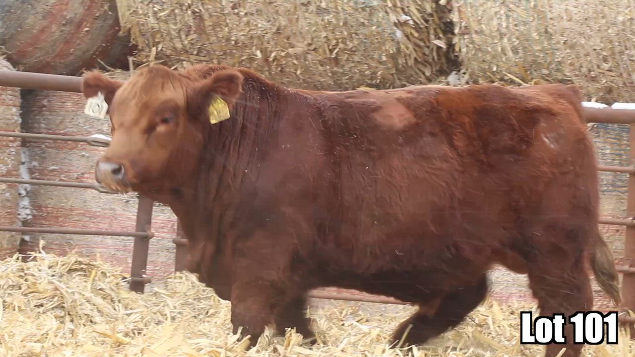 Lot 101: Springer Simmentals - Value Based Genetics Simmental Bull ...
