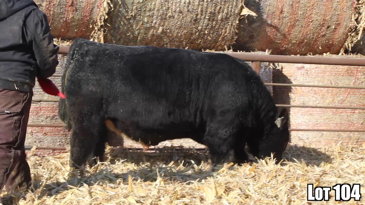 Lot 104: Springer Simmentals - Value Based Genetics Simmental Bull ...