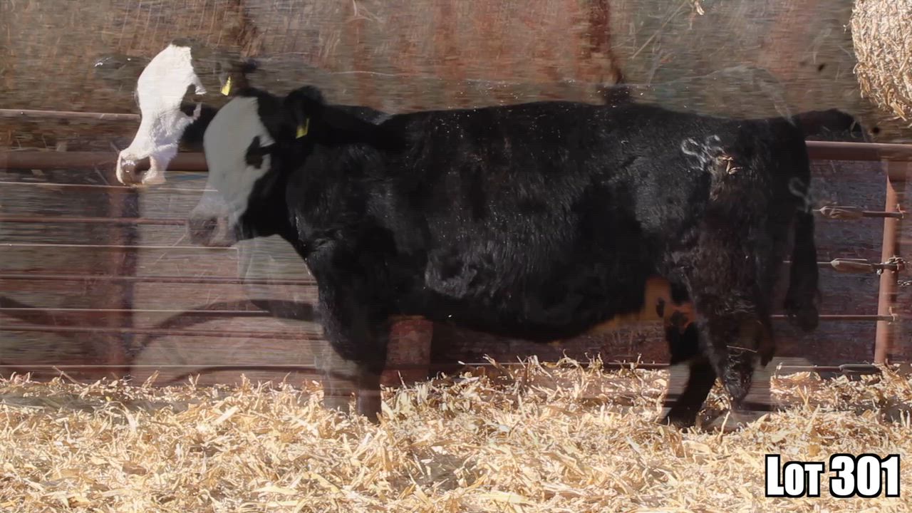 Lot 301: Springer Simmentals - Value Based Genetics Simmental Bull ...