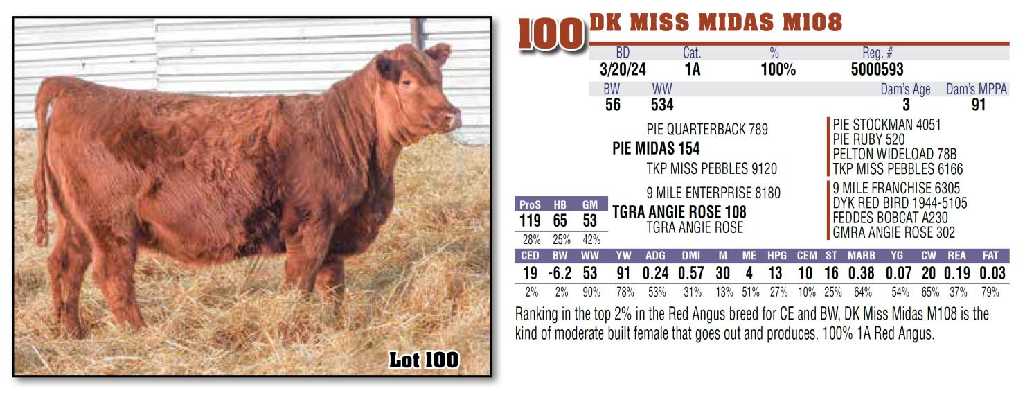 Lot 100: DK Red Angus & Simmental - Annual Red Angus Bull Sale | DVAuction