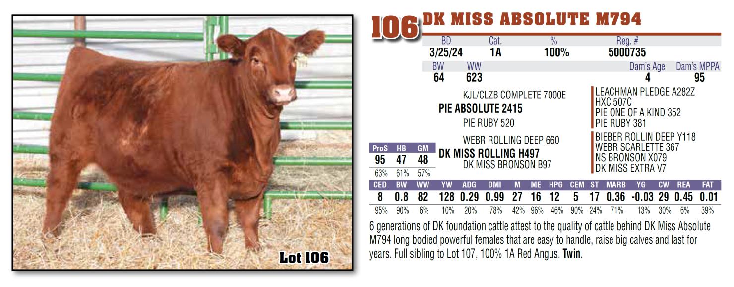 Lot 106: DK Red Angus & Simmental - Annual Red Angus Bull Sale | DVAuction