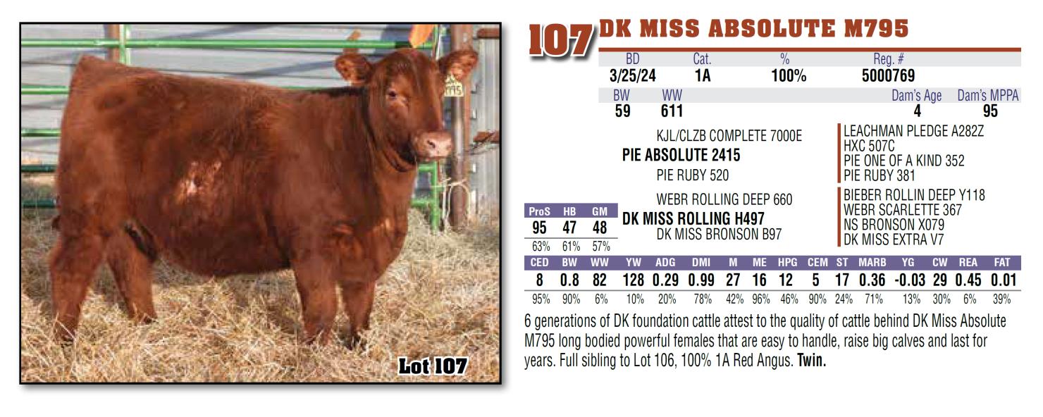 Lot 107: DK Red Angus & Simmental - Annual Red Angus Bull Sale | DVAuction