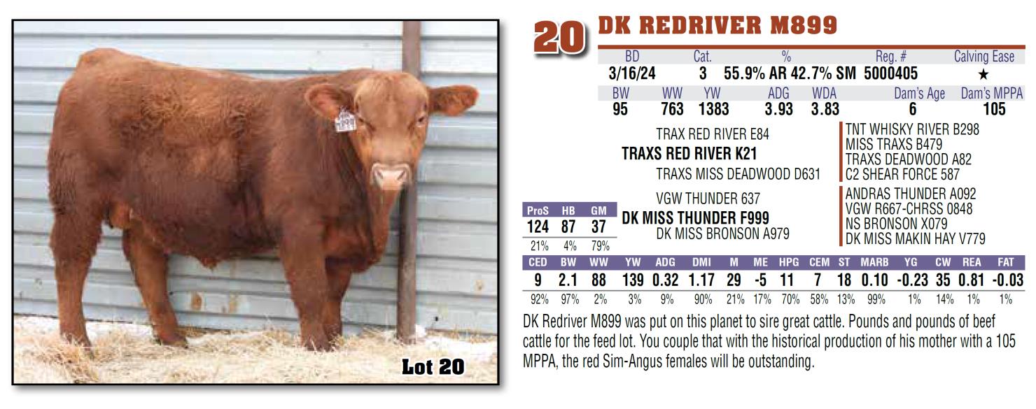 Lot 20: DK Red Angus & Simmental - Annual Red Angus Bull Sale | DVAuction
