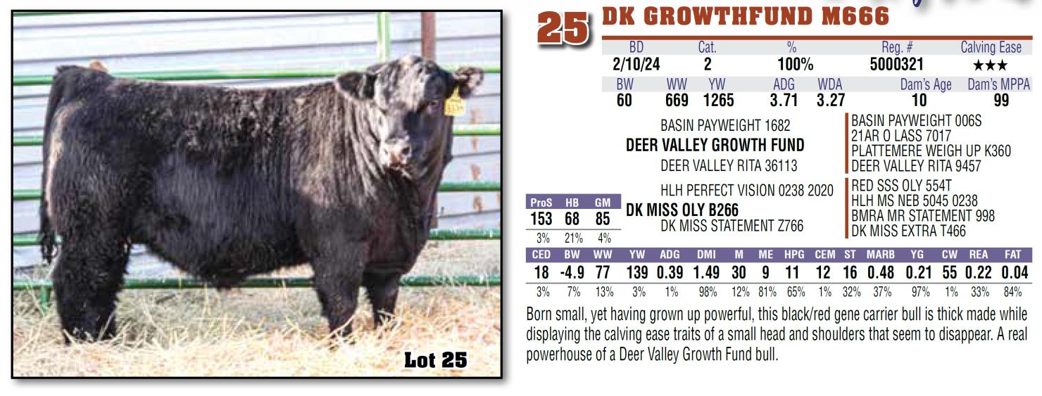 Lot 25: DK Red Angus & Simmental - Annual Red Angus Bull Sale | DVAuction