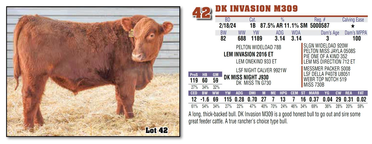 Lot 42: DK Red Angus & Simmental - Annual Red Angus Bull Sale | DVAuction