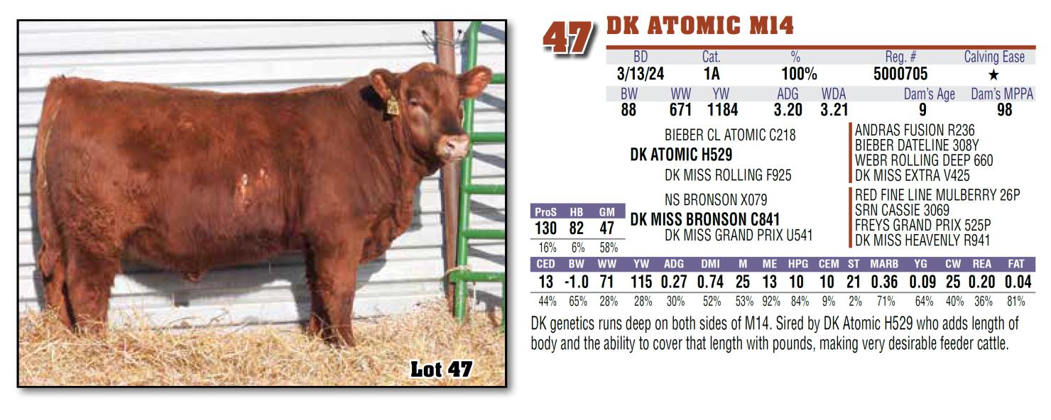 Lot 47: DK Red Angus & Simmental - Annual Red Angus Bull Sale | DVAuction