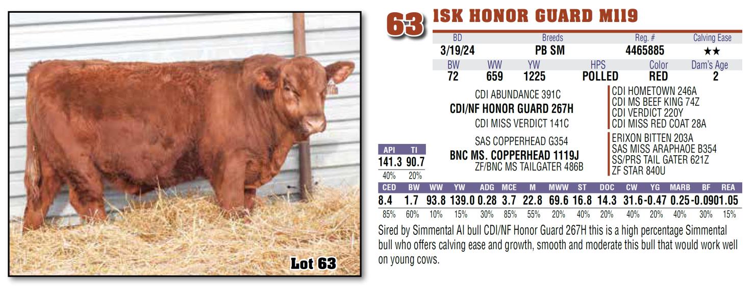 Lot 63: DK Red Angus & Simmental - Annual Red Angus Bull Sale | DVAuction