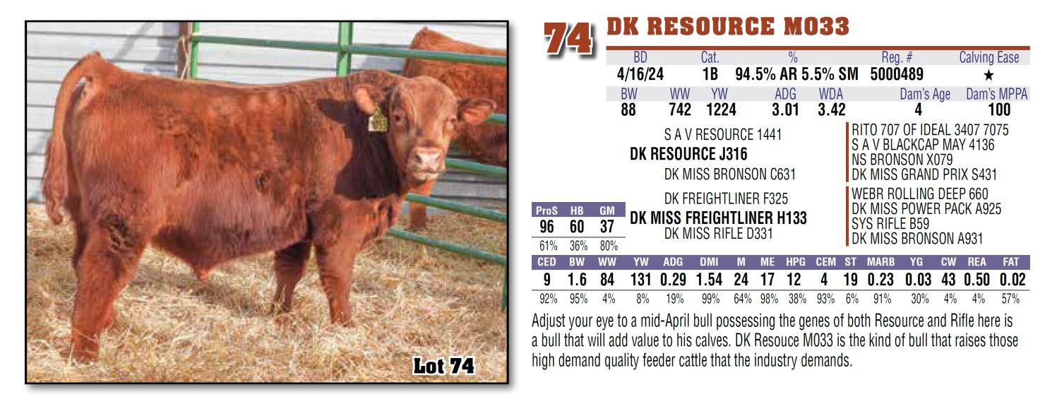 Lot 74: DK Red Angus & Simmental - Annual Red Angus Bull Sale | DVAuction
