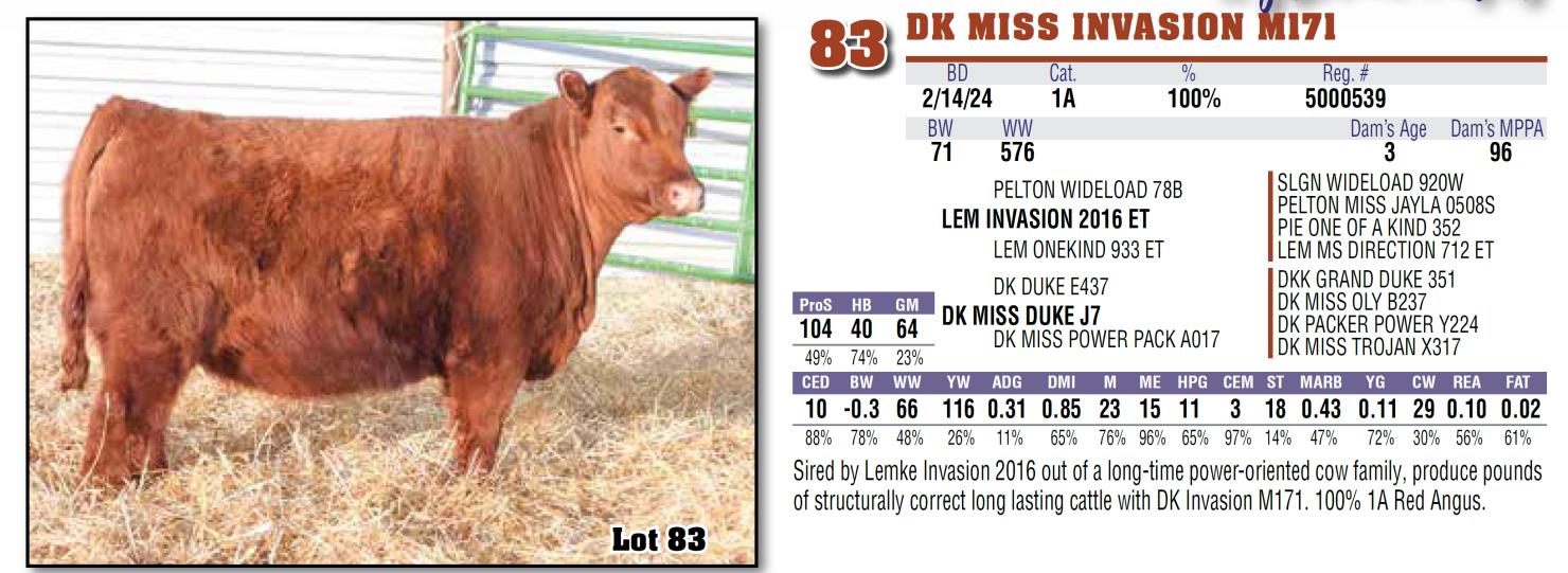 Lot 83: DK Red Angus & Simmental - Annual Red Angus Bull Sale | DVAuction