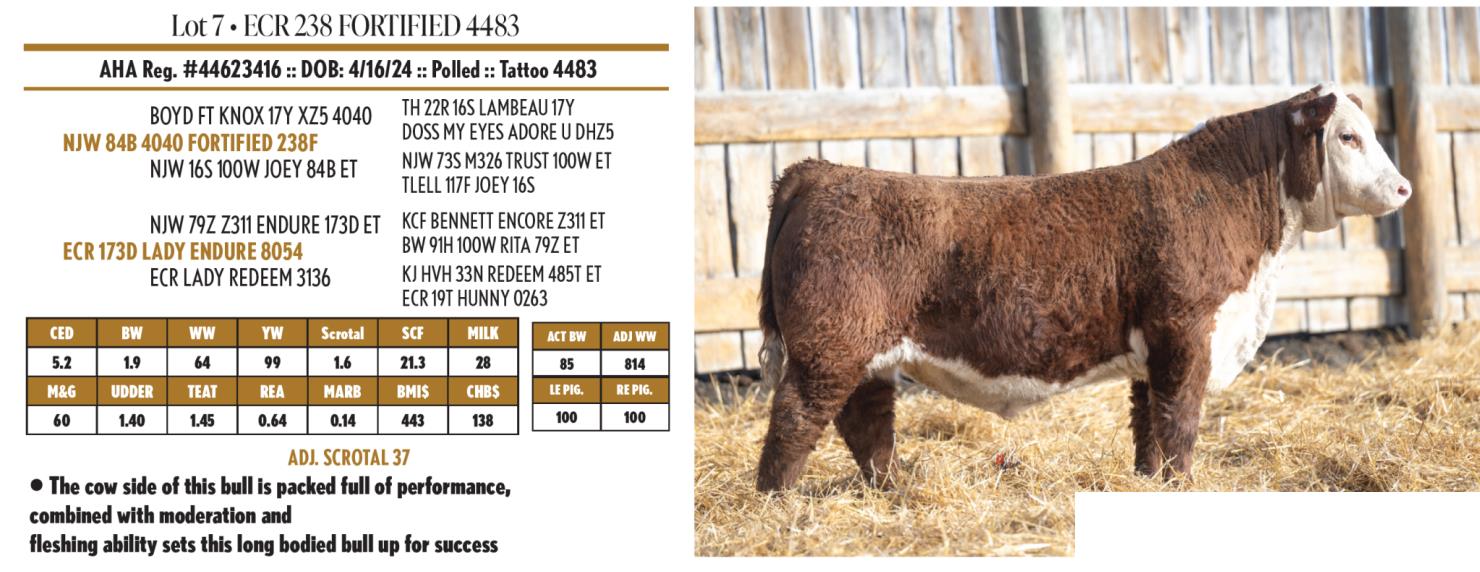 Lot 7: Fawcett's Elm Creek Ranch - Annual Hereford & Angus Bull ...
