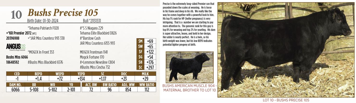 Lot 10: Bush Angus - 51st Annual Angus Bull & Female Sale | DVAuction