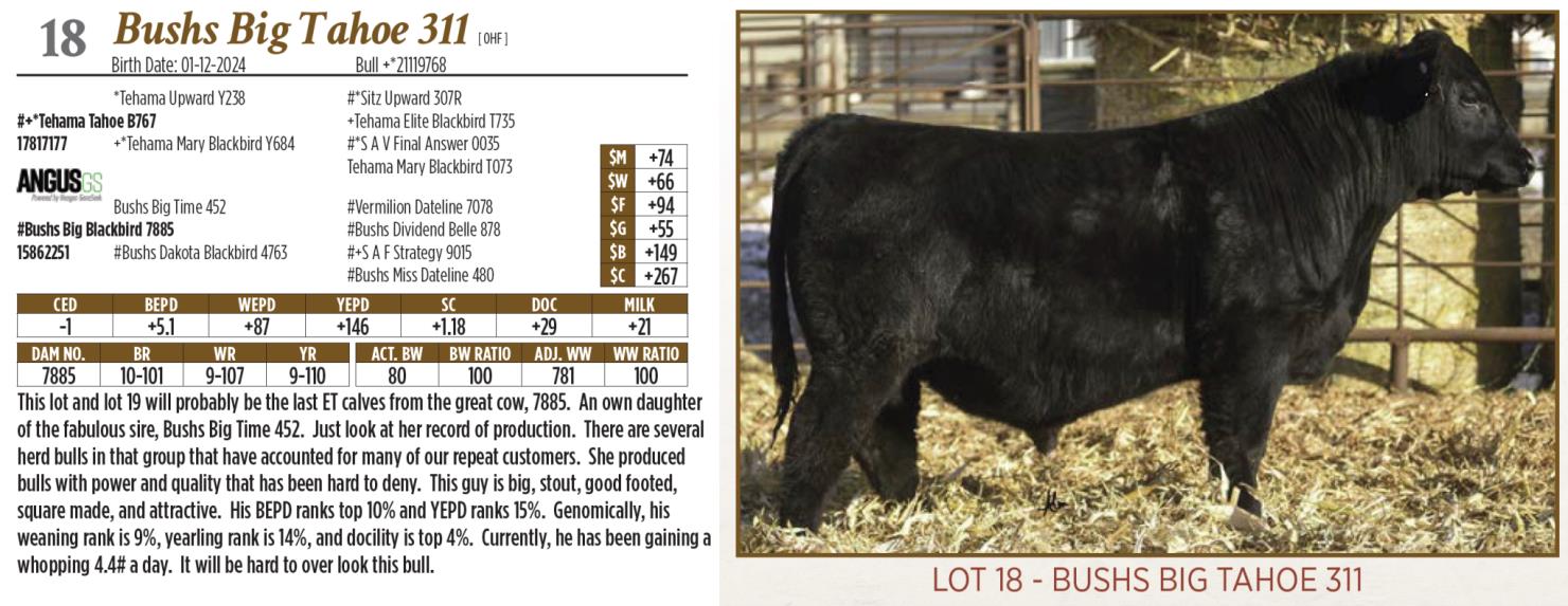 Lot 18: Bush Angus - 51st Annual Angus Bull & Female Sale | DVAuction