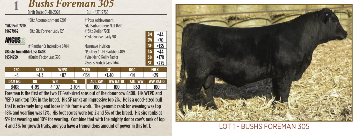 Lot 1: Bush Angus - 51st Annual Angus Bull & Female Sale | DVAuction