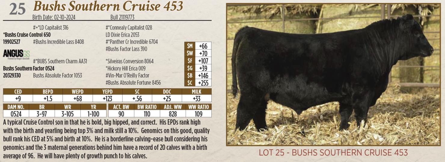 Lot 25: Bush Angus - 51st Annual Angus Bull & Female Sale | DVAuction