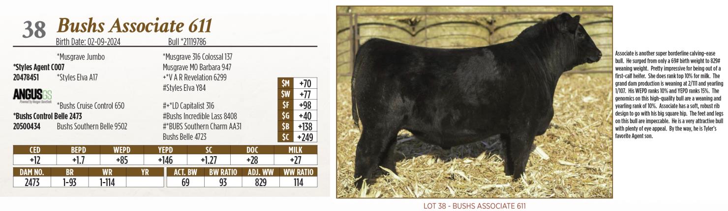 Lot 38: Bush Angus - 51st Annual Angus Bull & Female Sale | DVAuction