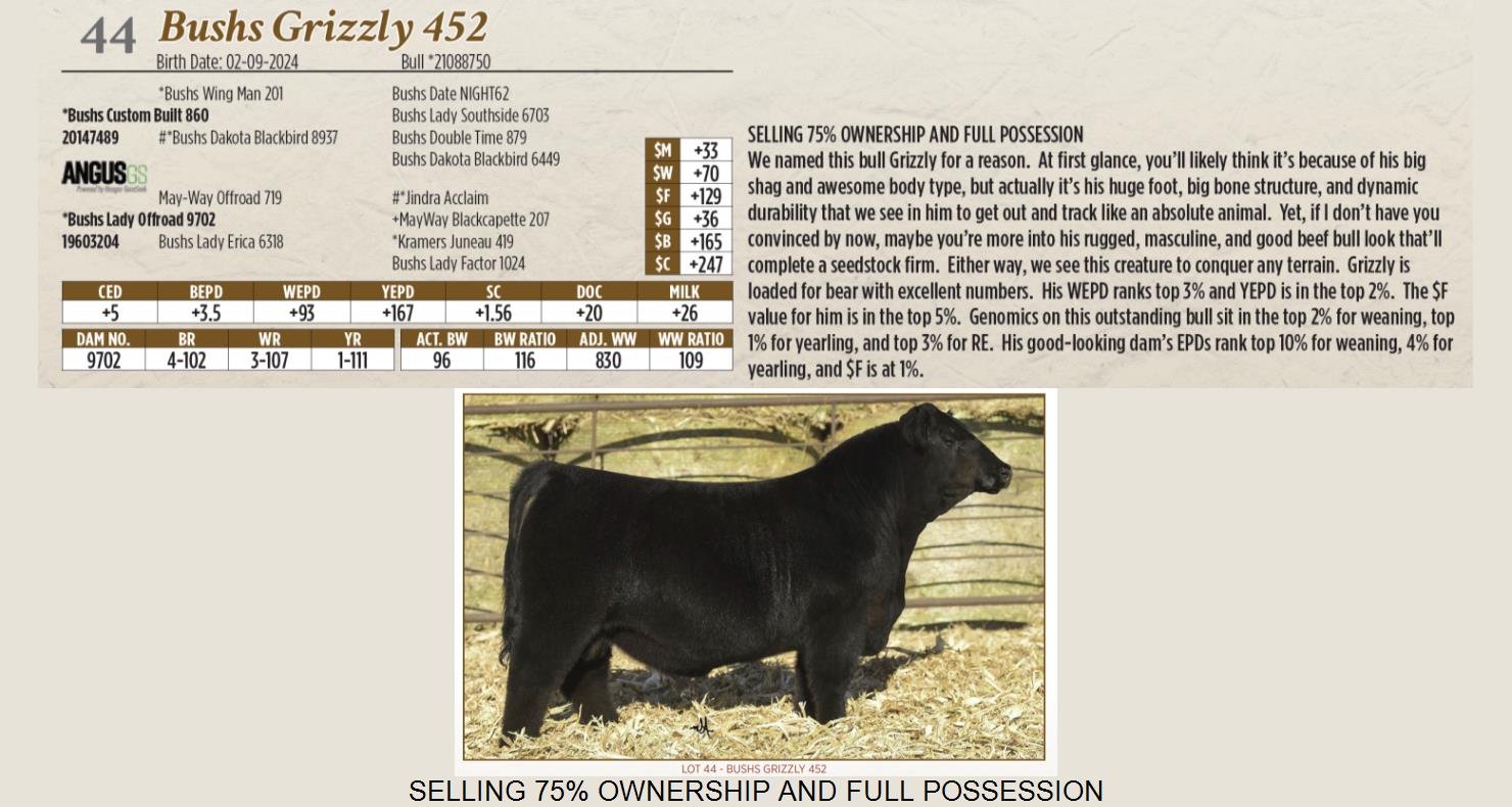 Lot 44: Bush Angus - 51st Annual Angus Bull & Female Sale | DVAuction