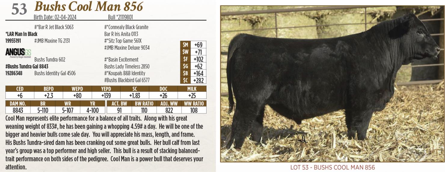 Lot 53: Bush Angus - 51st Annual Angus Bull & Female Sale | DVAuction