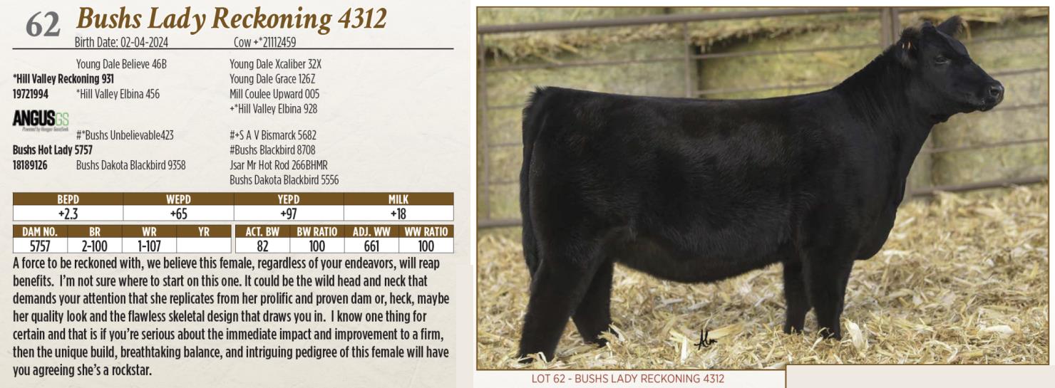 Lot 62: Bush Angus - 51st Annual Angus Bull & Female Sale | DVAuction
